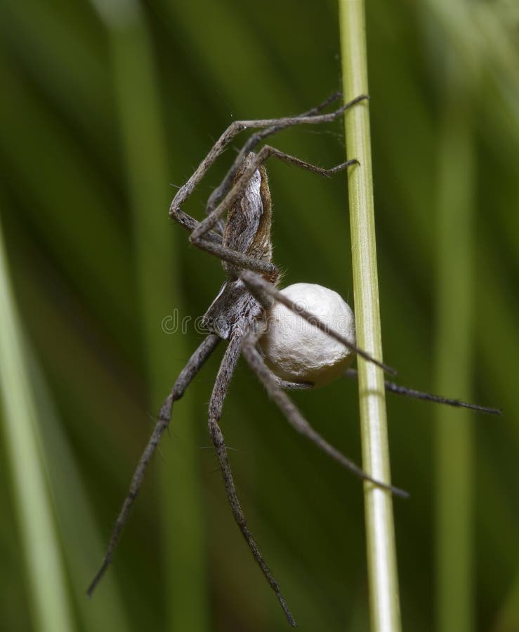 Nursery Web Spider Pisauridae Guarding Its Nest, Holding a Cocoon in ...