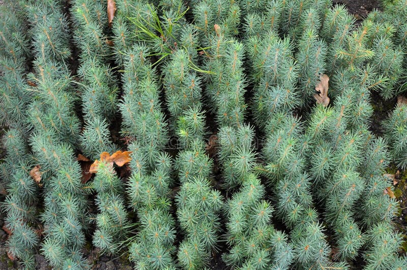A Plot of Forest for Growing Seedlings of Forest Trees Stock Photo ...