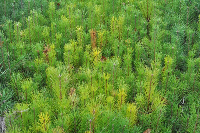 A Plot of Forest for Growing Seedlings of Forest Trees Stock Image ...