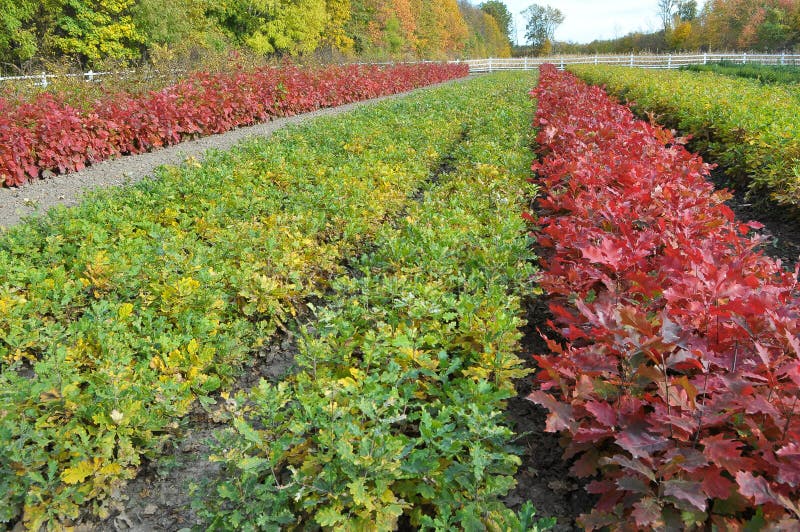 A Plot of Forest for Growing Seedlings of Trees Stock Image - Image of ...