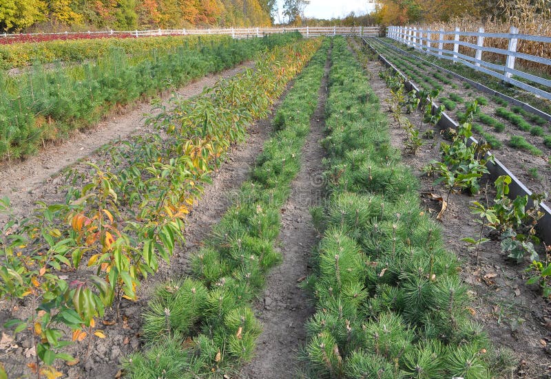 A Plot of Forest for Growing Seedlings of Trees Stock Photo - Image of ...