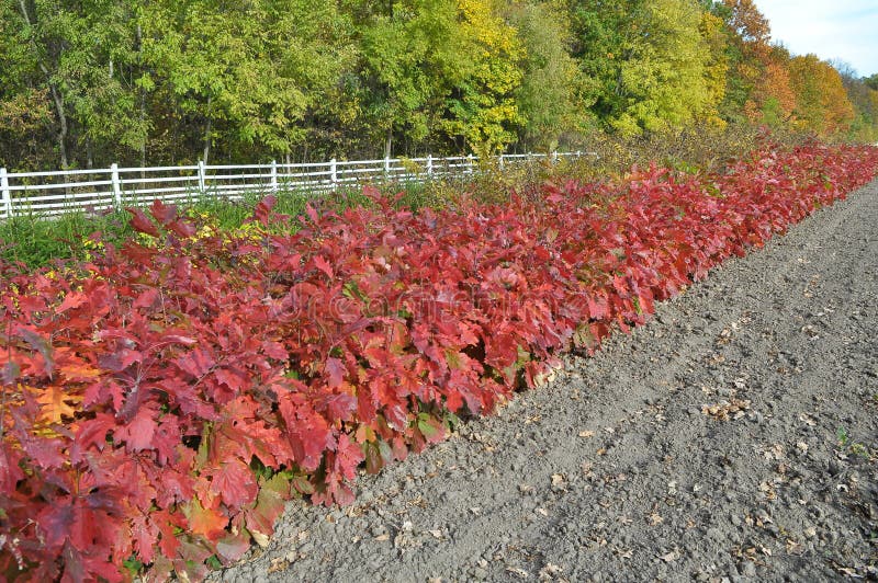 A Plot of Forest for Growing Seedlings of Trees Stock Image - Image of ...