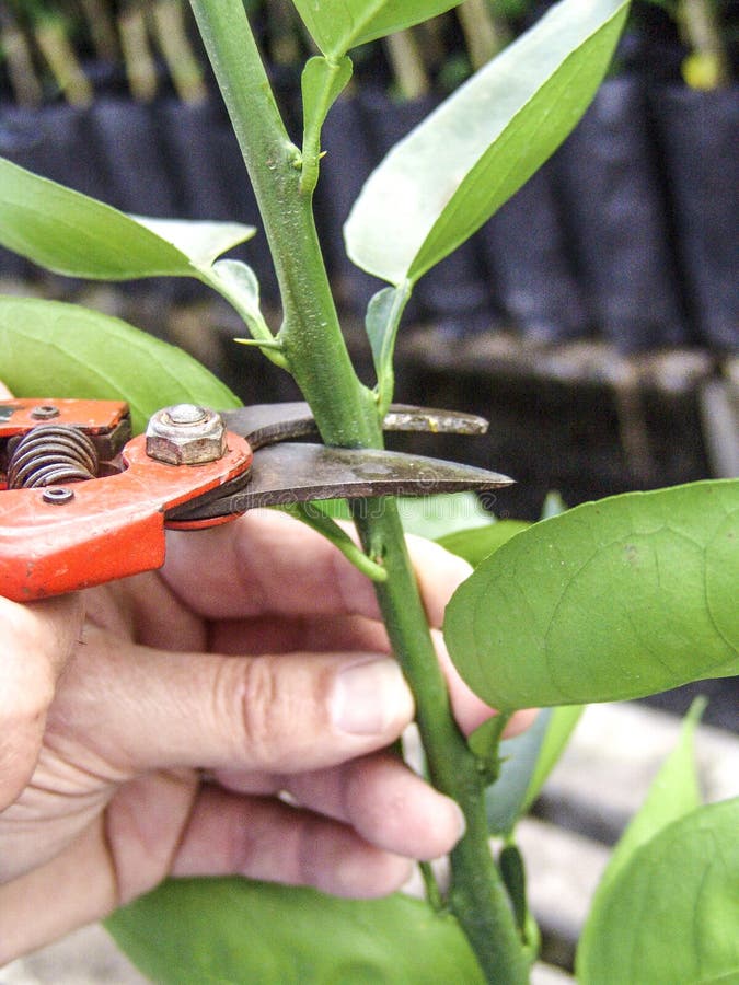 Nursery stock photo. Image of fresh, creation, botanical - 94745002