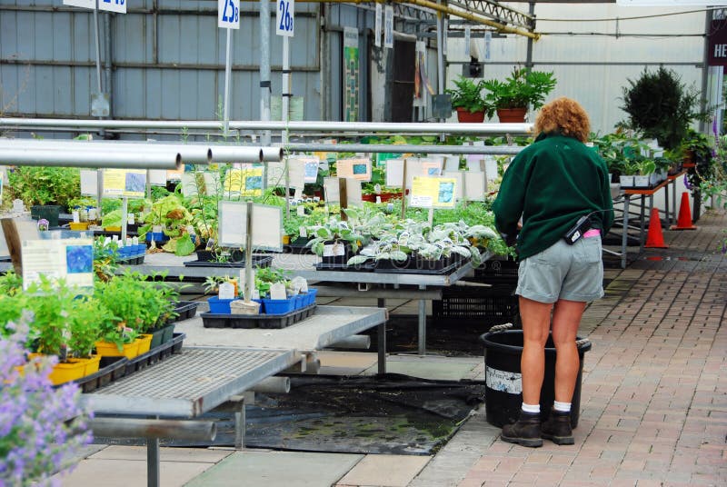 Nursery worker stock photo. Image of choice, plant, flower - 3214552