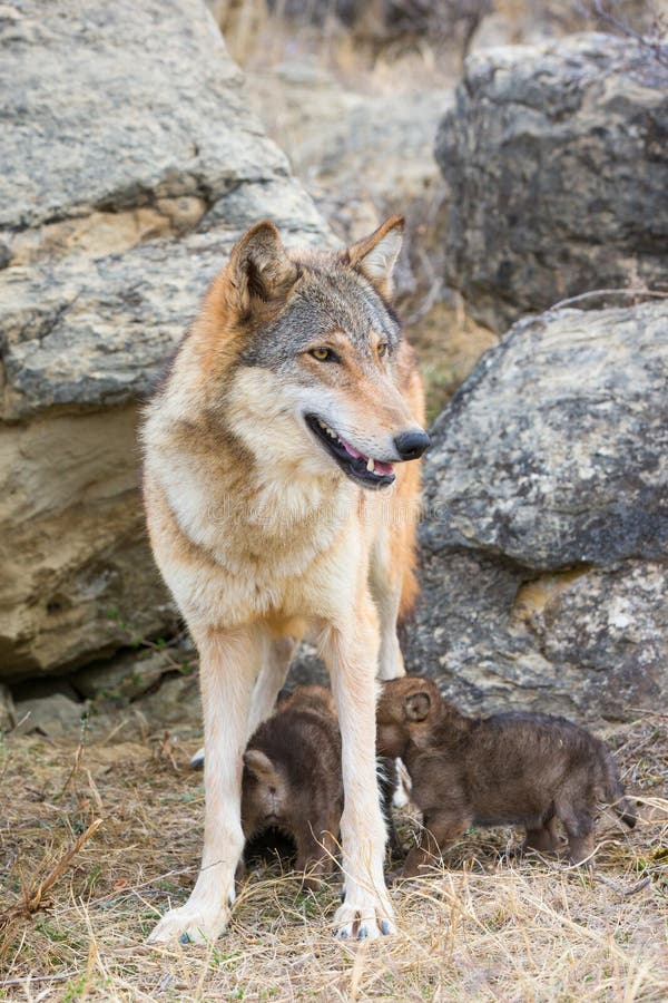 Wolf Nursing Stock Photos - Free & Royalty-Free Stock Photos from ...