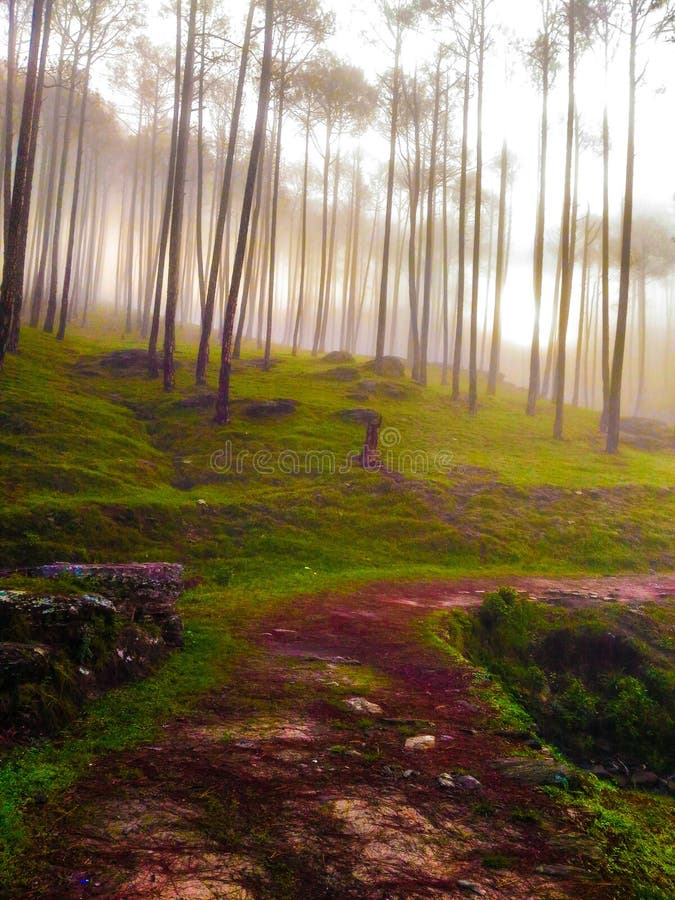 Nurture view stock image. Image of nurture, morning - 122213725