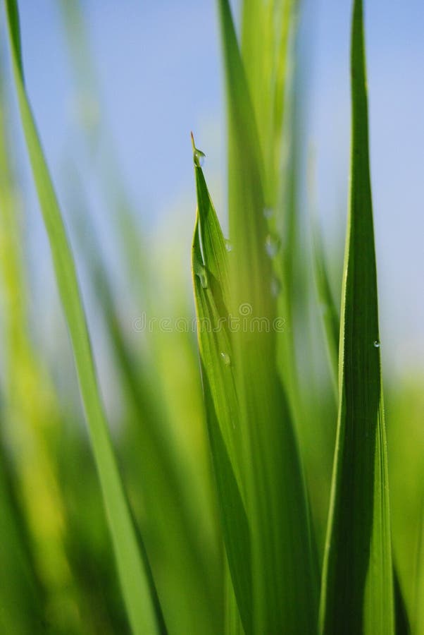 Nurturing Green Canopy: Rice Plant Leaves in the Paddy Field Stock ...
