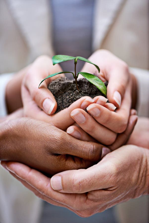 Nurturing Their Business As a Team. a Hands Holding a Budding Plant ...