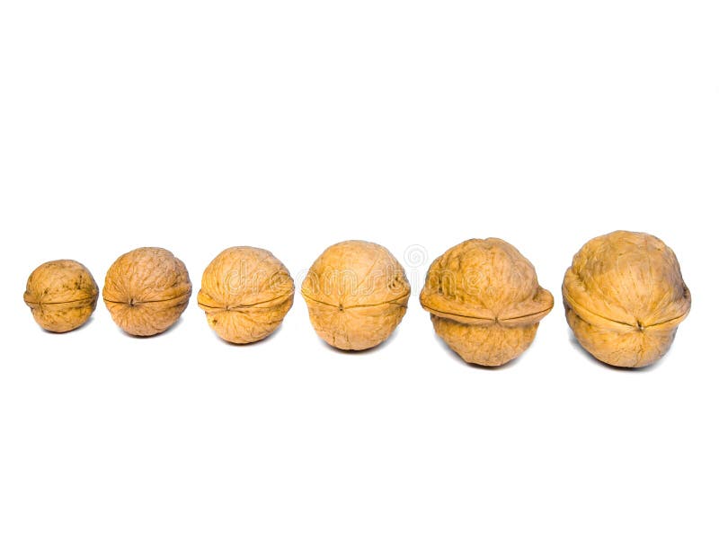 Nut Picture. Image: 6833665