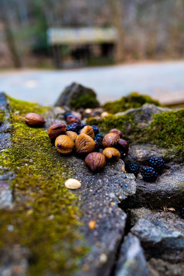 Nut and Blueberry on the Rock with Moss Stock Photo - Image of nature ...
