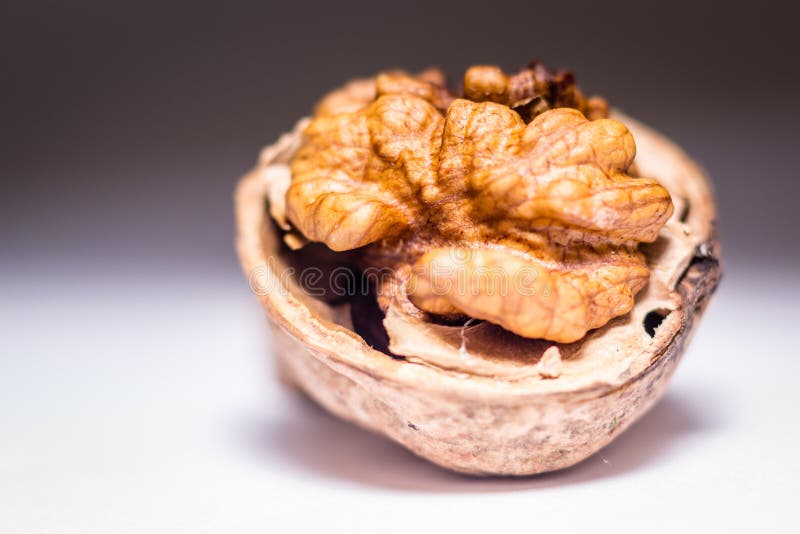 Nut stock image. Image of macro, food, autumn, nutshell - 42546847