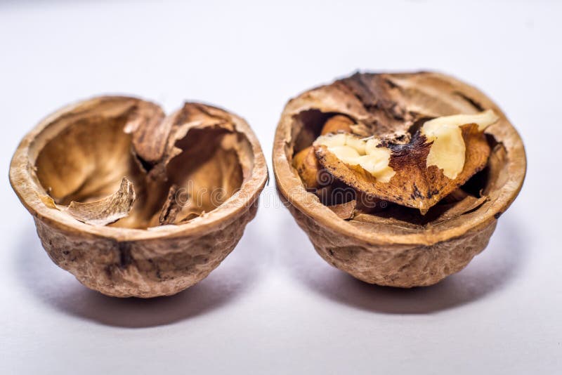 Nut stock photo. Image of nutshell, autumn, seasonal - 42546864