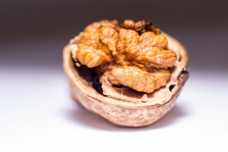 Nut stock photo. Image of seed, fall, brown, autumn, food - 42546872