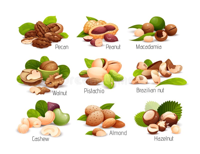 Nut Compositions, Good for Label and Sticker Stock Illustration ...
