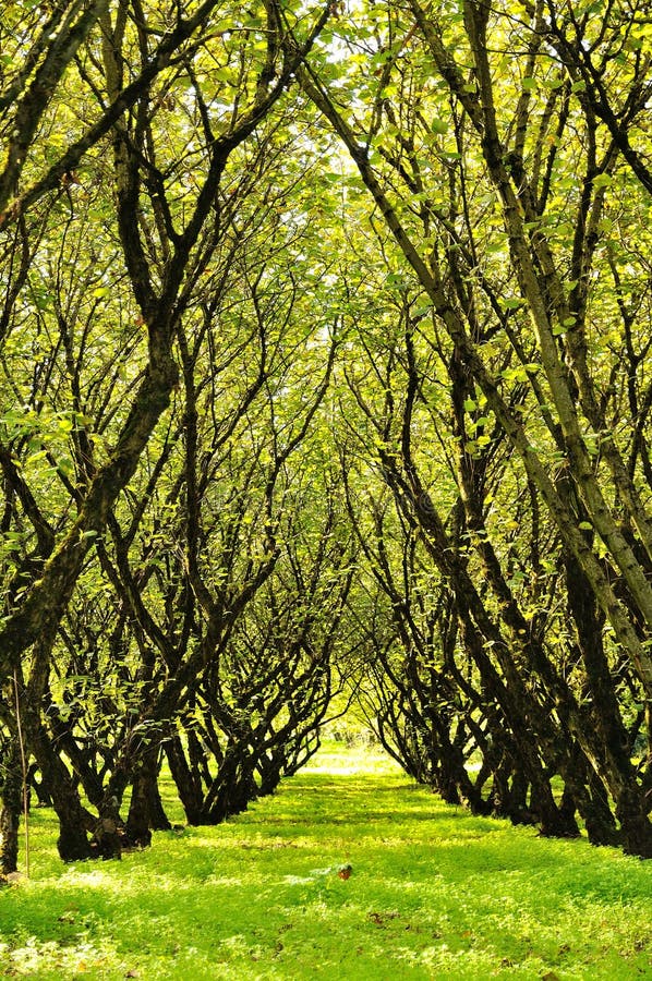 A nut farm stock image. Image of west, production, arizona - 27385611