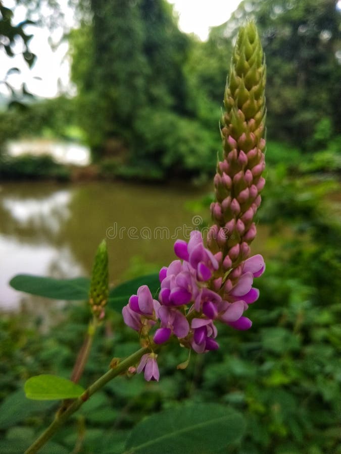 Nut flower images stock image. Image of grass, garden - 249501593
