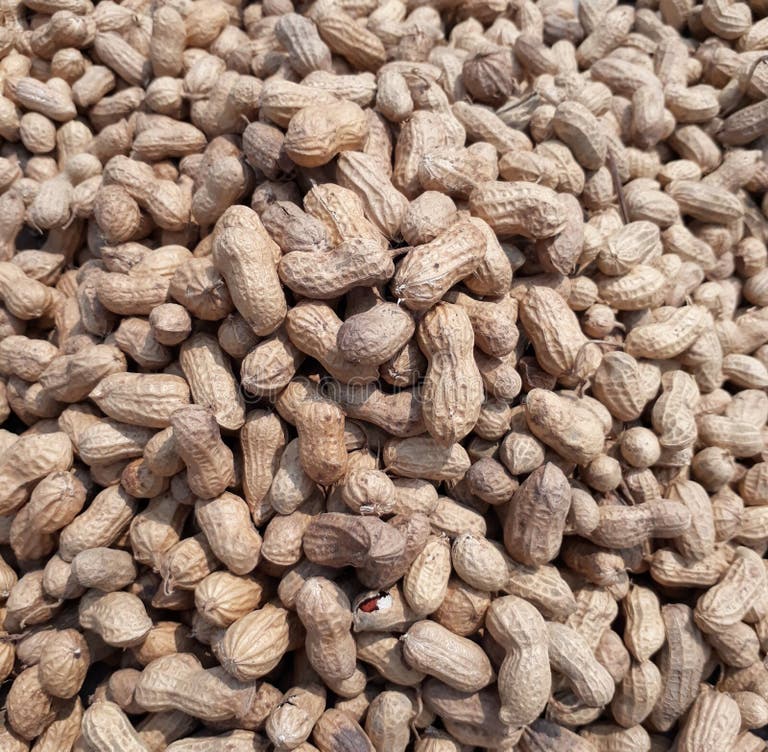 A Nut is a Fruit Consisting of a Hard or Tough Nutshell Protecting a ...