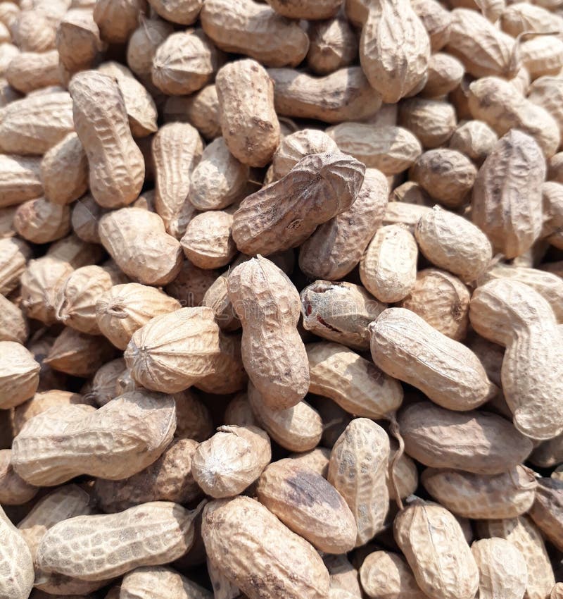 A Nut is a Fruit Consisting of a Hard or Tough Nutshell Protecting a ...