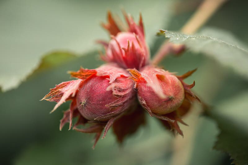 A Nut. a Fruit Consisting of a Hard or Tough Shell Around an Edible ...