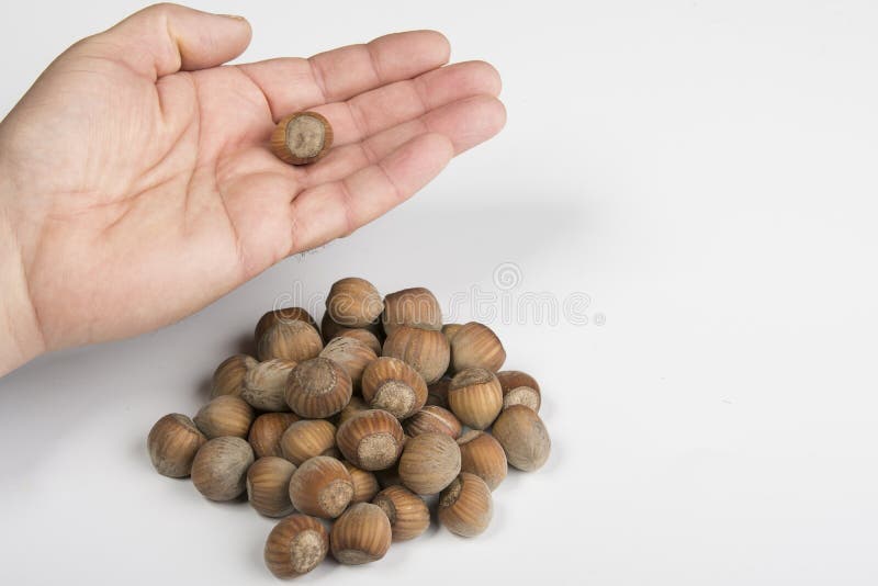 Nut fruits stock photo. Image of assorted, collection - 82145294
