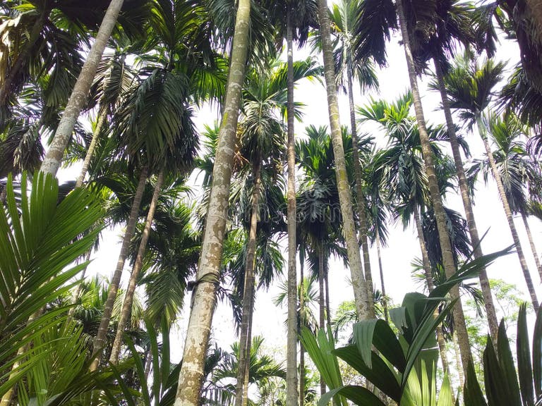 Nut stock image. Image of resort, forest, jungle, tree - 213508433