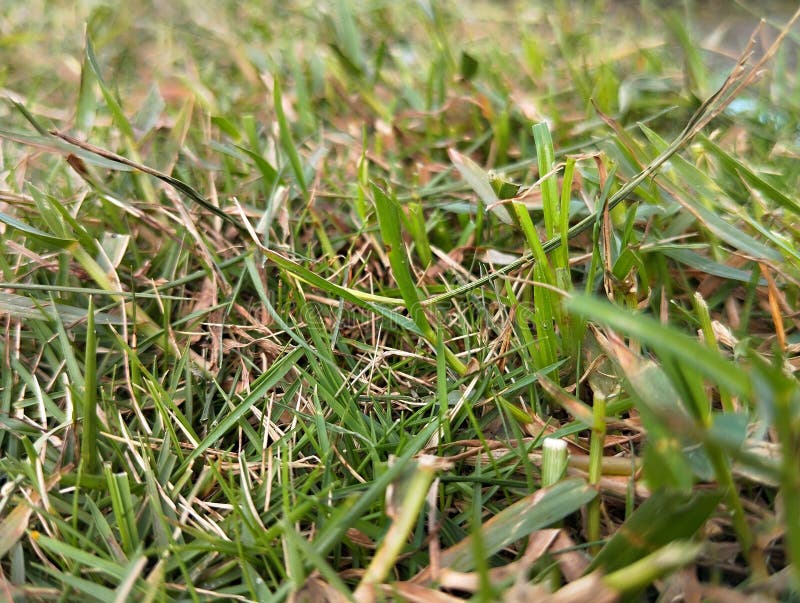 Nut grass lives AS a weed stock photo. Image of lives - 301278344