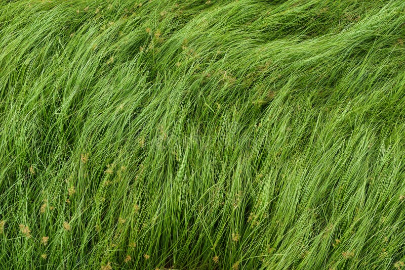 Nut Grass, Purple Nutsedge, Nutsedge, Cocograss Stock Image - Image of ...