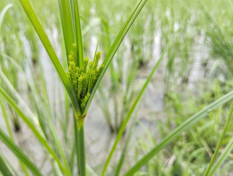 Nut Grass or Yellow Nutsedge (Cyperus Esculentus) Growth in Rice Fields ...