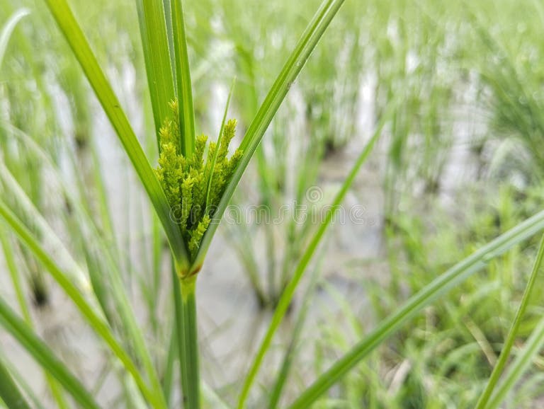 Nut Grass or Yellow Nutsedge (Cyperus Esculentus) Growth in Rice Fields ...