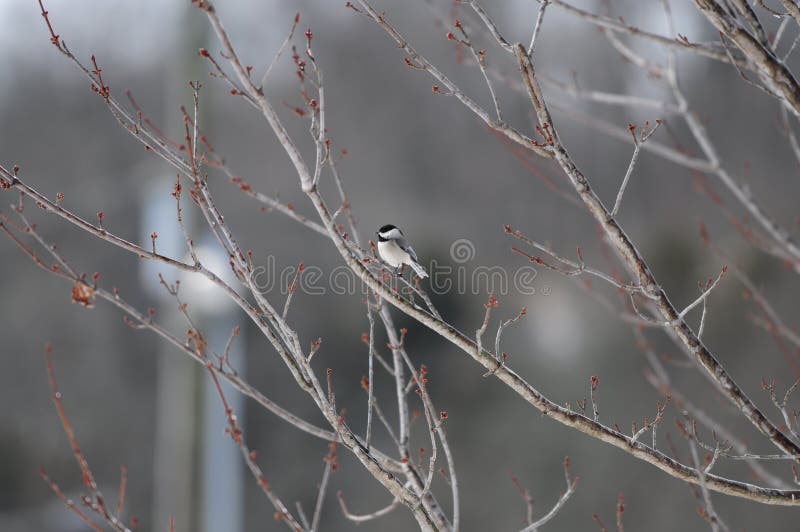 Nut hatch stock image. Image of hatch, bird, winter, tree - 46250741