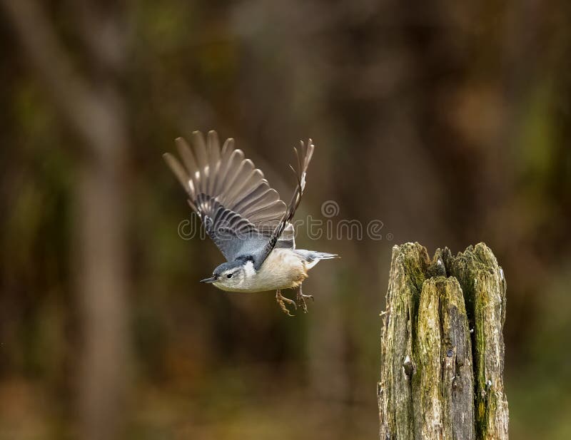 Nut hatch in flight mode stock photo. Image of wing - 266964654