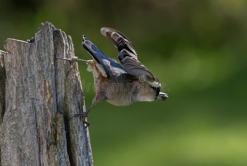 Nut Hatch flying off post stock photo. Image of post - 340073120
