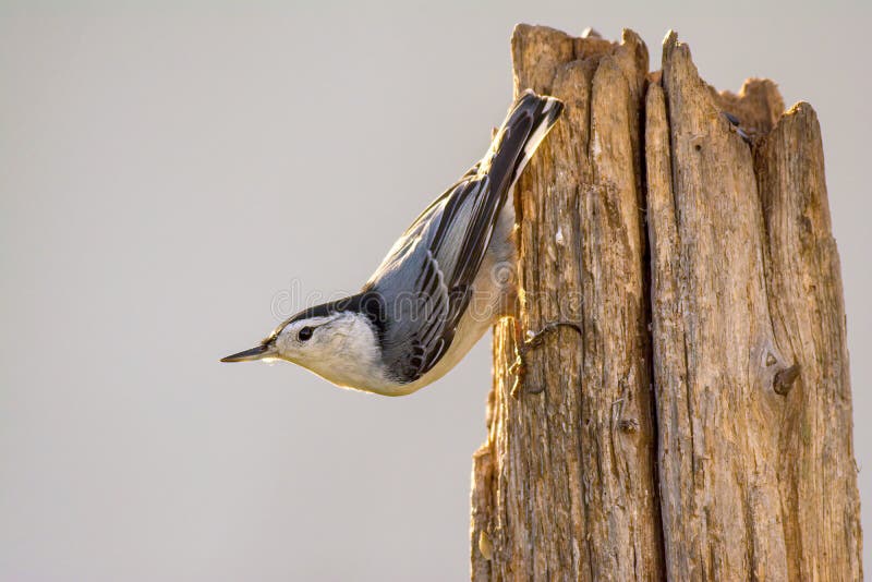Nut Hatch Ready To Leap into Flight Stock Image - Image of flight ...
