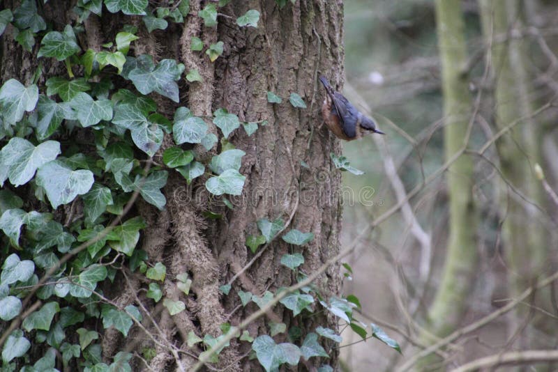 A Nut Hatch on the Tree Bark Stock Photo - Image of nature, bark: 174580186