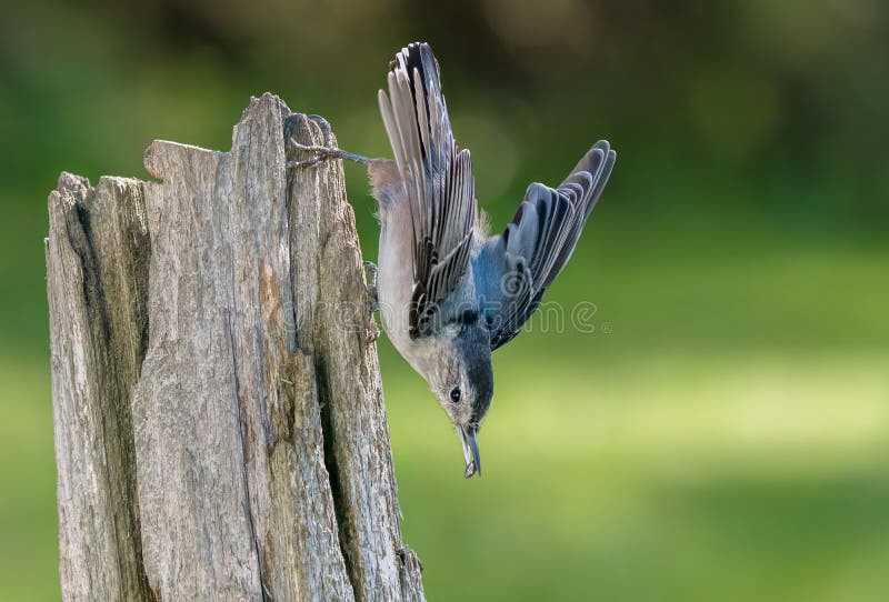 Nut Hatch with Wings Spread in Autumn Stock Photo - Image of wings ...