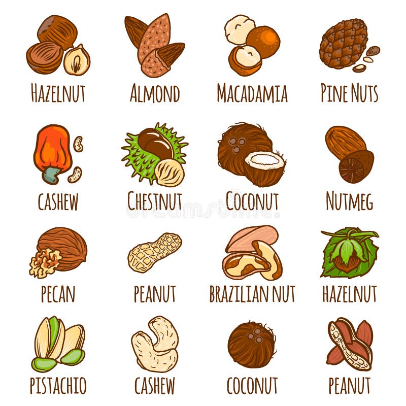 Nut Icons Set, Hand Drawn Style Stock Vector - Illustration of leaf ...
