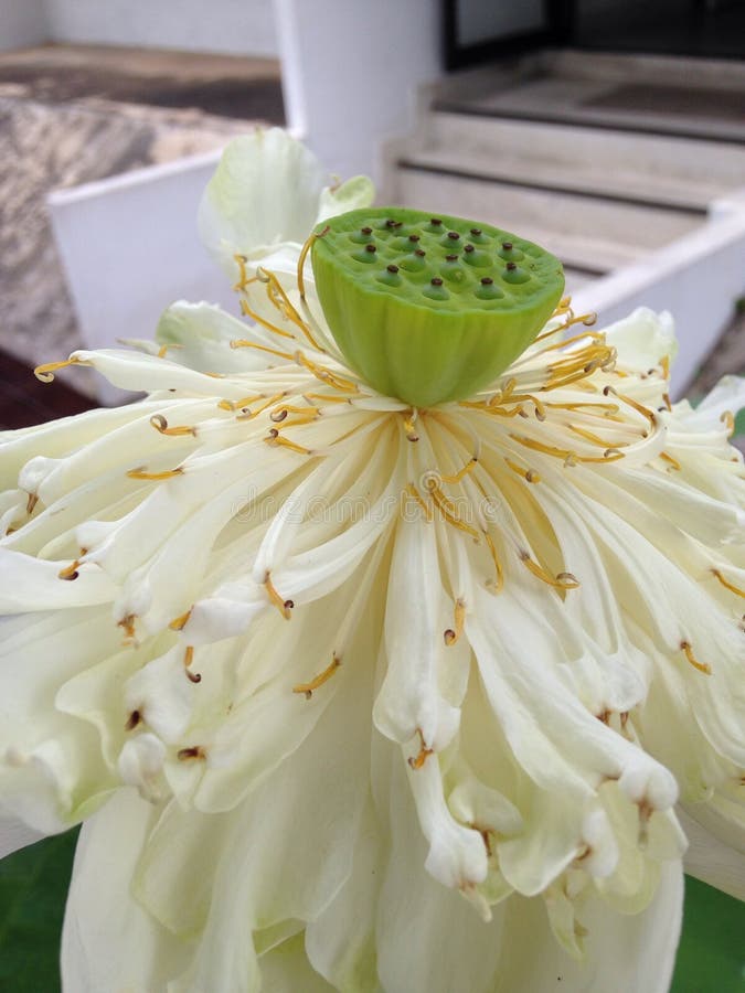 Nut in lotus stock image. Image of white, flower, lotus - 43156499