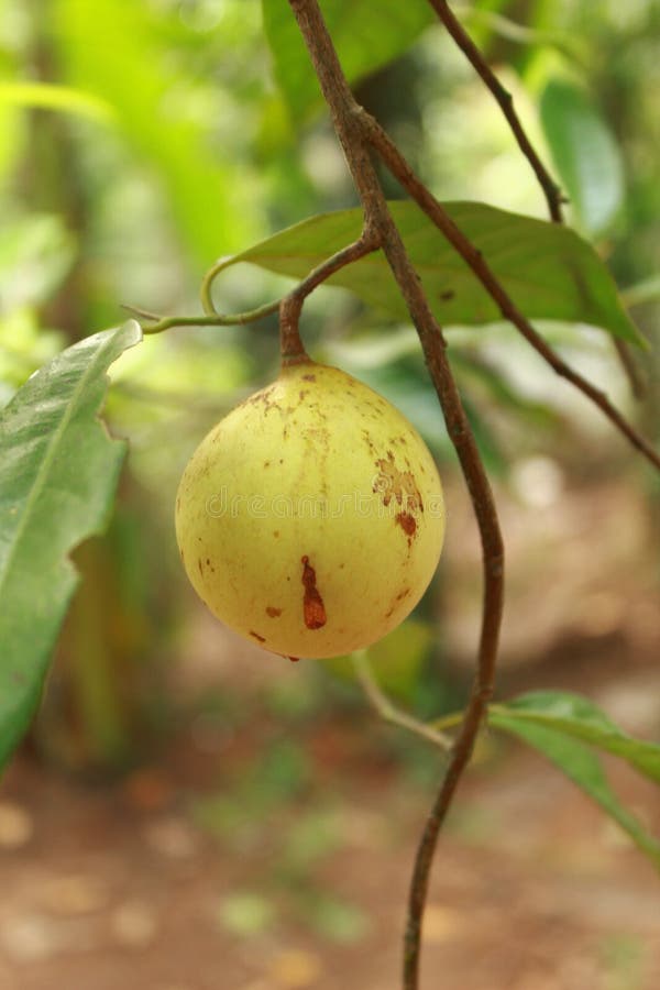 252 Nut Meg Stock Photos - Free & Royalty-Free Stock Photos from Dreamstime