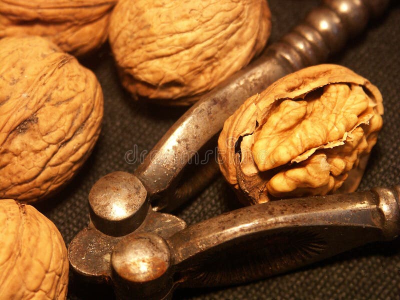 Nut and - nutshell stock image. Image of object, detail - 2570545