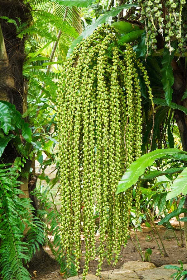 Nut Palm on Tree stock photo. Image of oriental, season - 39328946