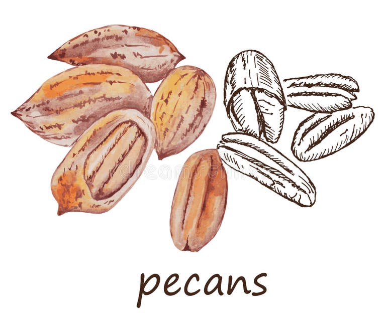 Pecans Stock Illustrations – 19,573 Pecans Stock Illustrations, Vectors ...