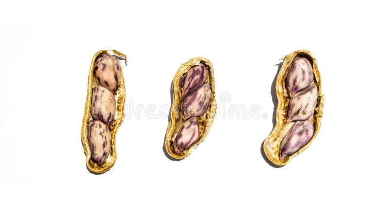 Nut Plants with Protein and Yellow Stock Photo - Image of food, healthy ...