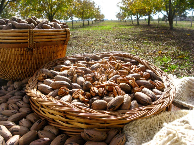 Nut Producers, Pecan Variety, First Harvest of the Year. Walnut Trees ...