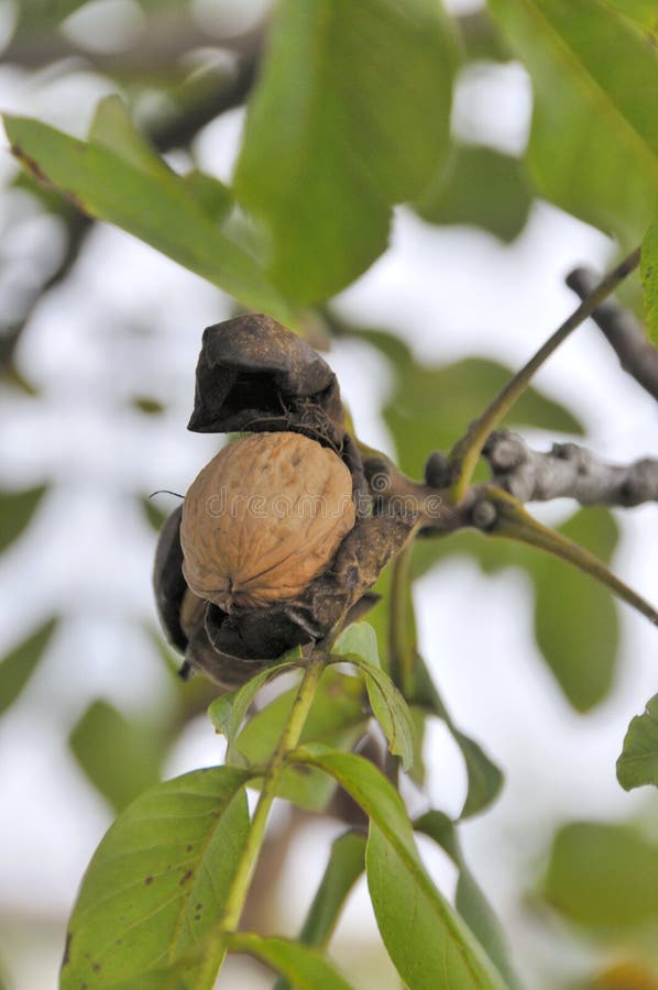 Mogue Stock Photos - Free & Royalty-Free Stock Photos from Dreamstime