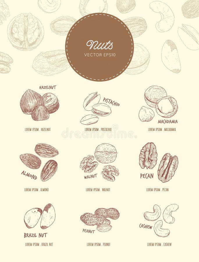 Nut and Seed Collection, Hand Draw Vector Stock Vector - Illustration ...