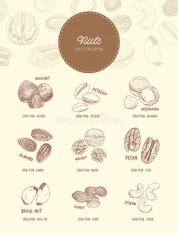 Nut and Seed Collection, Hand Draw Vector Stock Vector - Illustration ...