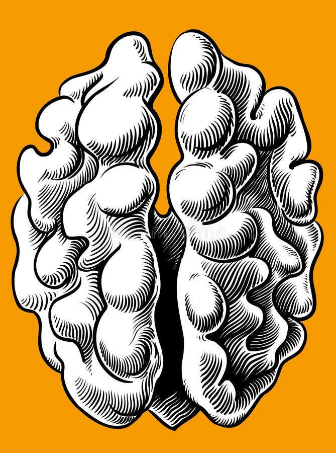 Nut in the Shape of the Human Brain. Stock Illustration - Illustration ...