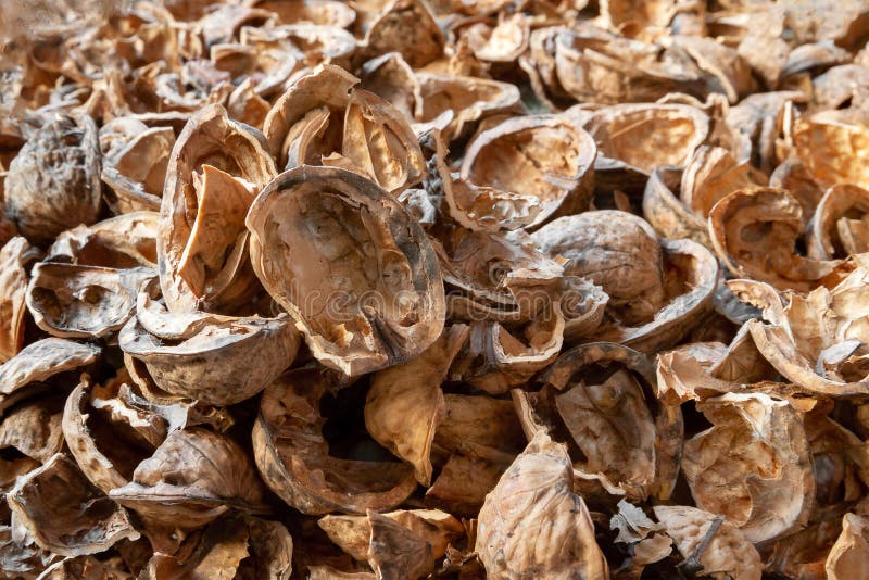 Nut Shell. Empty Walnut Shell Background. Nut Texture Close Up ...