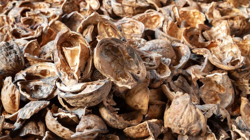 Nut Shell. Empty Walnut Shell Background. Texture of Nuts Close-up ...