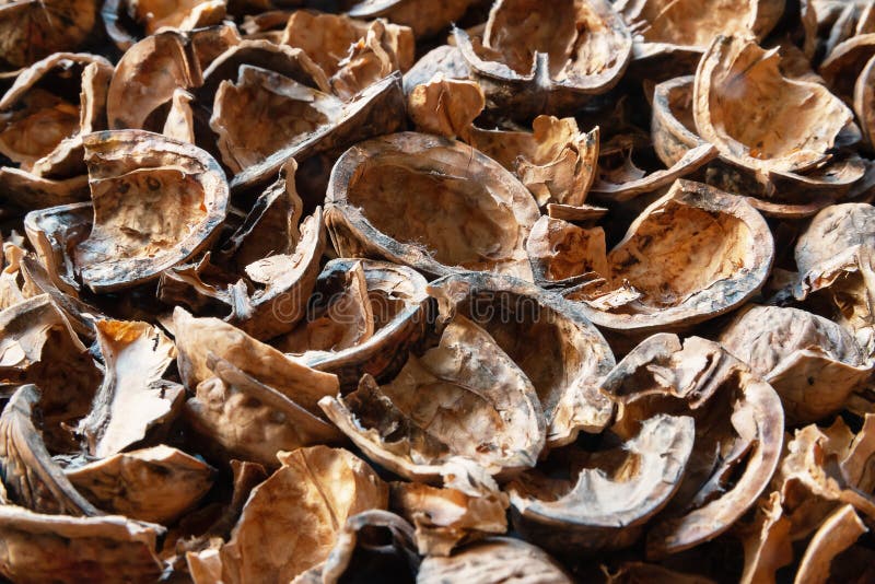 Nut Shell. Empty Walnut Shell Background. Texture of Nuts. Selective ...